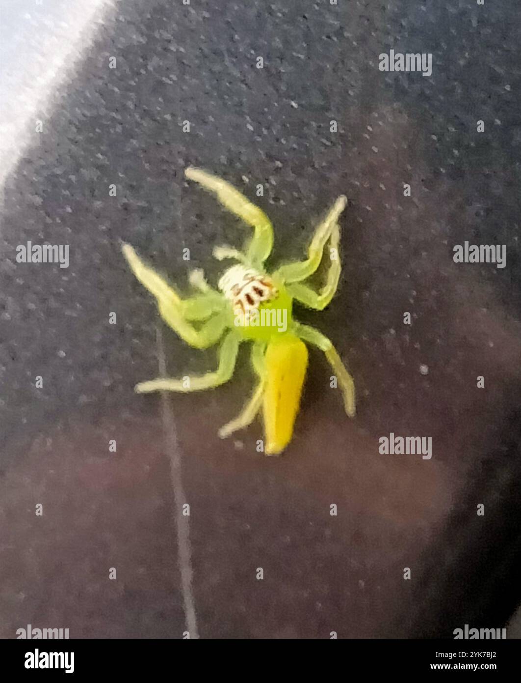 Green Jumping Spider (Mopsus mormon Stock Photo - Alamy