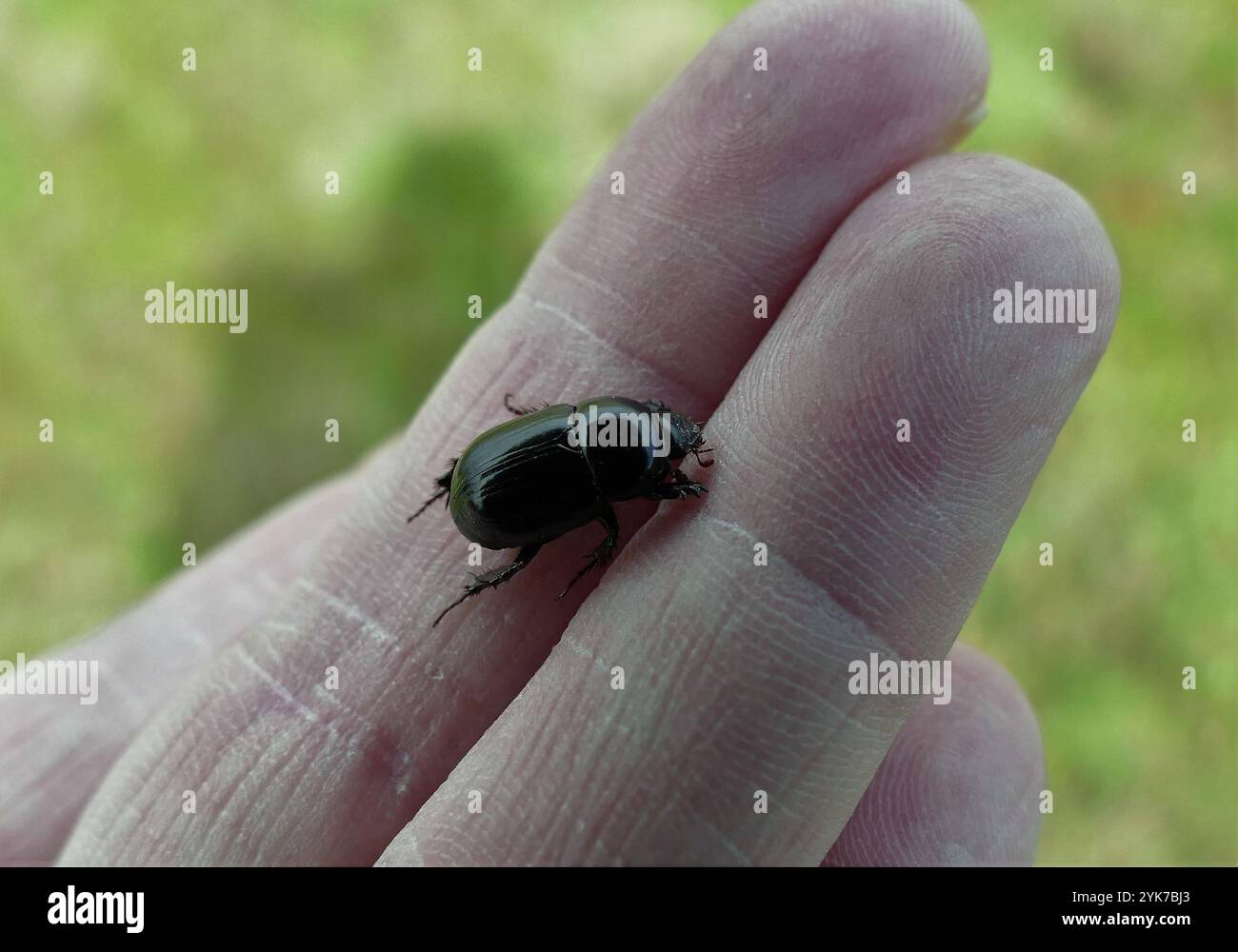African Black Beetle (Heteronychus arator Stock Photo - Alamy