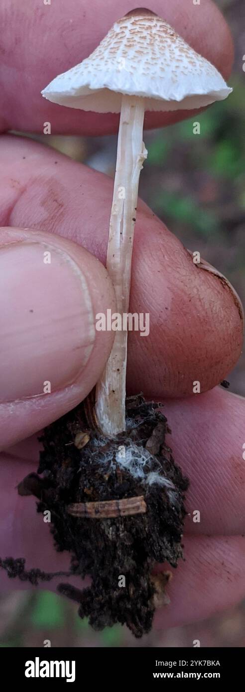 Stinking dapperling hi-res stock photography and images - Alamy