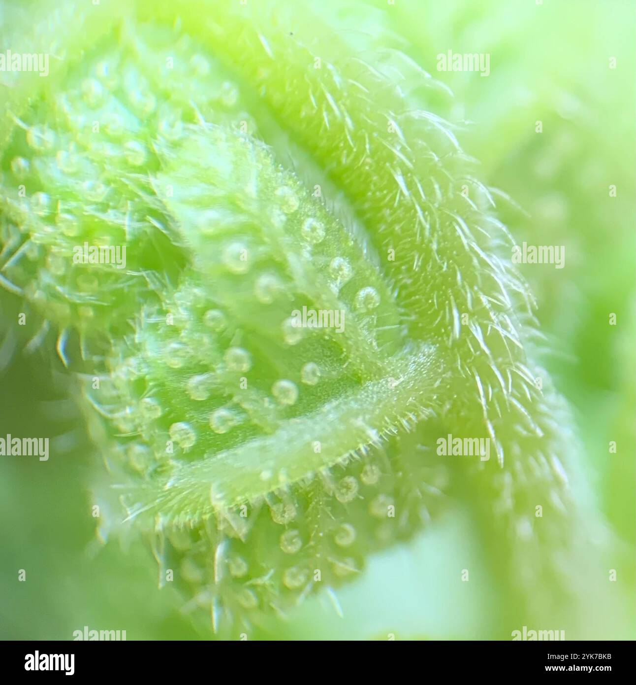 Soft Fern (Christella dentata Stock Photo - Alamy