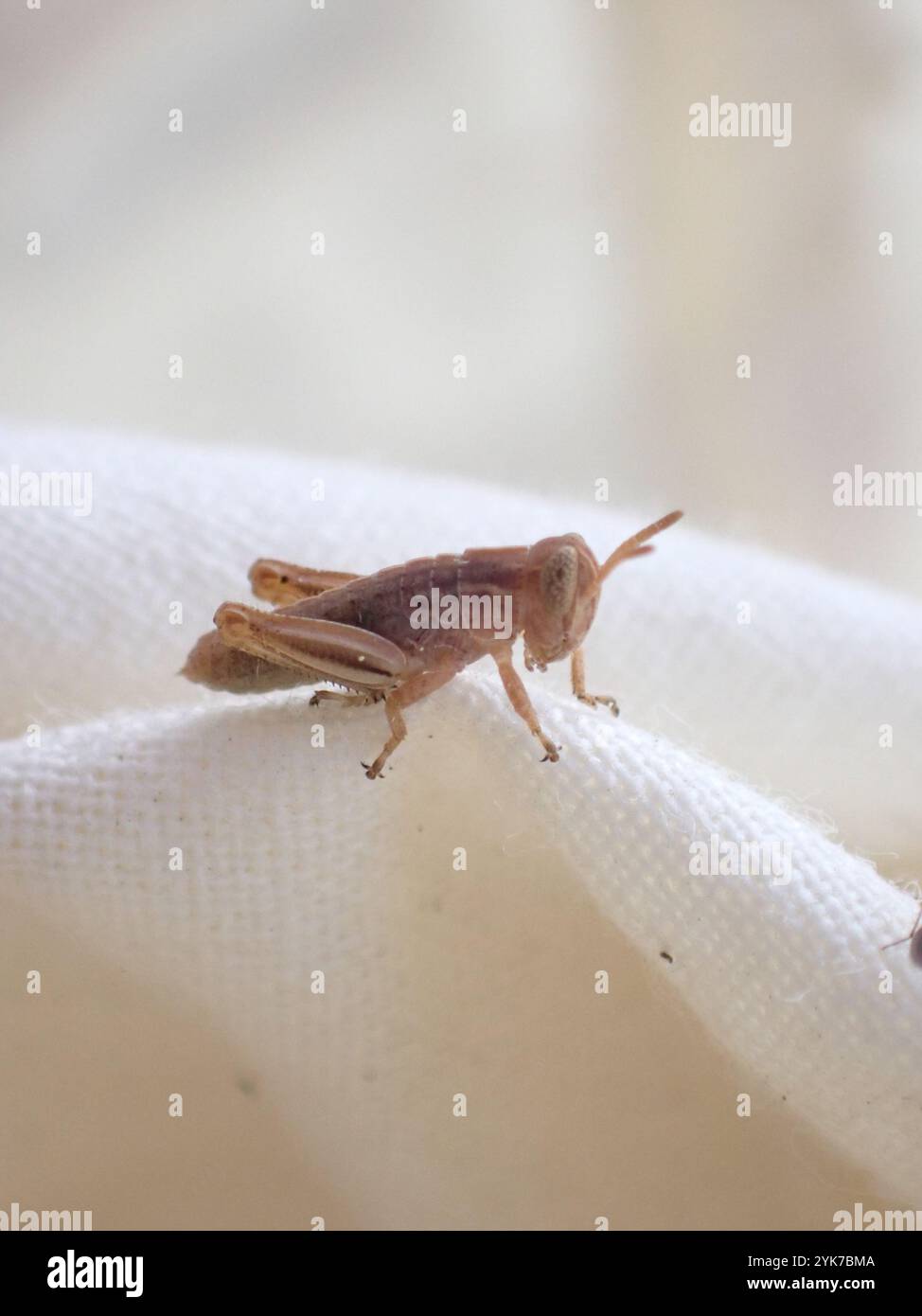 Spur-throated Grasshoppers (Melanoplinae Stock Photo - Alamy