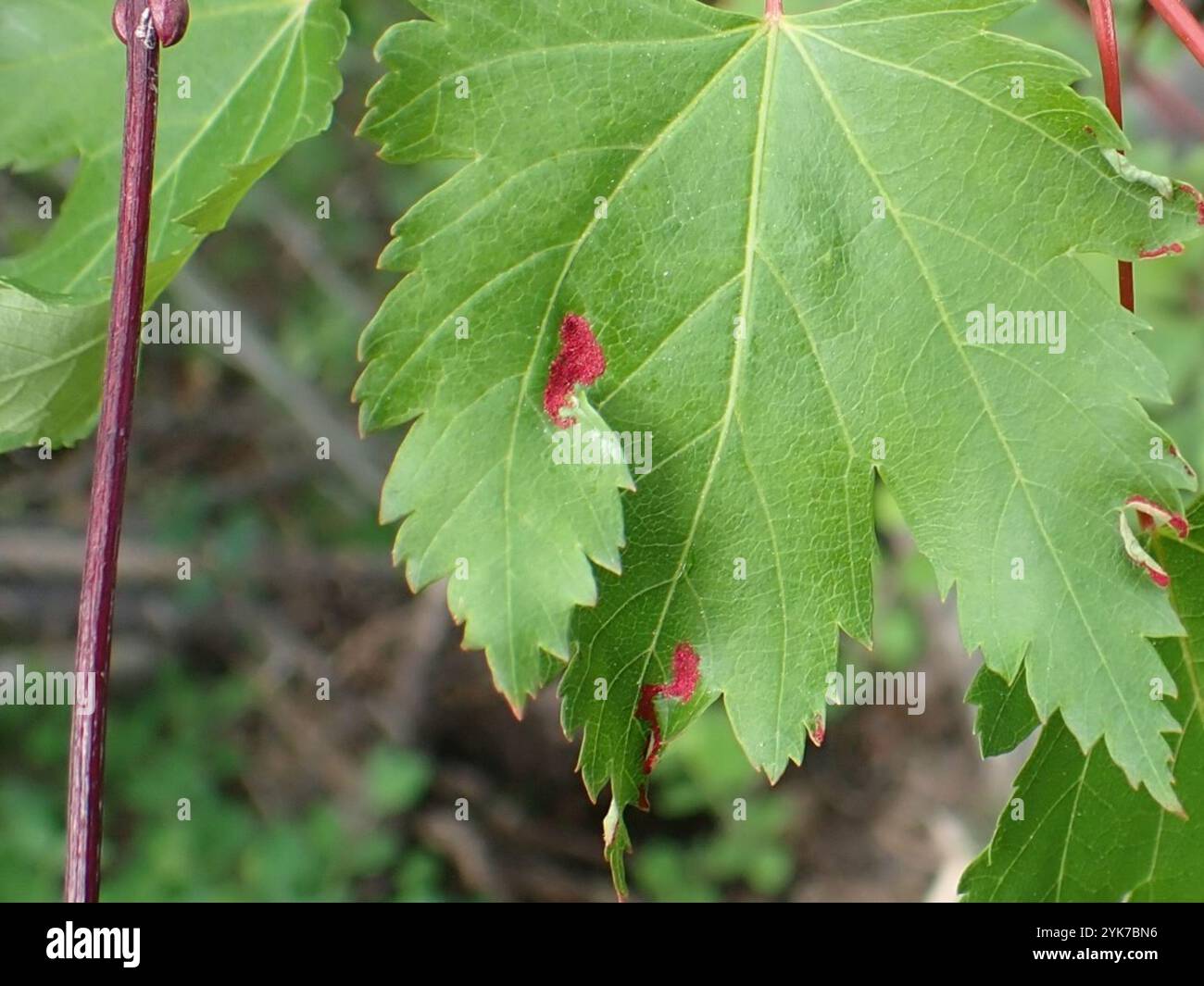 Felt mite hi-res stock photography and images - Alamy