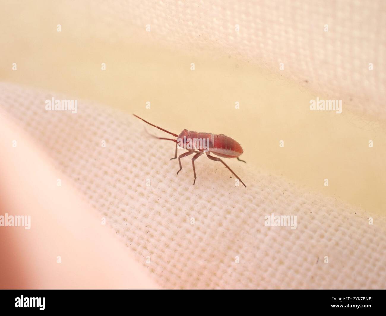 True Bugs (Heteroptera Stock Photo - Alamy