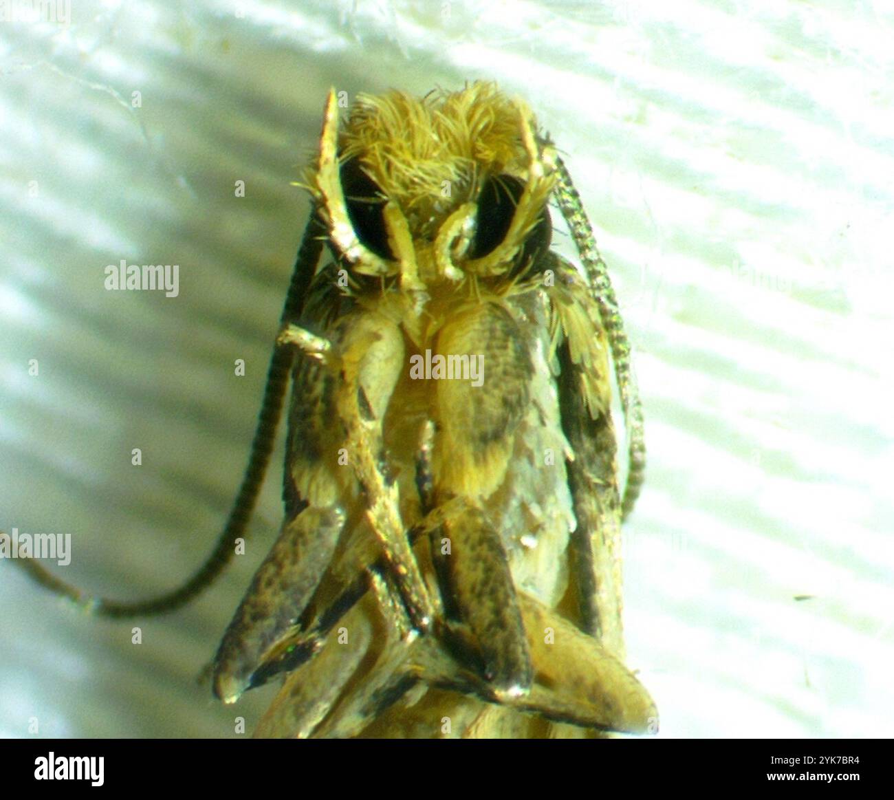 Case-bearing Clothes Moth (Tinea pellionella Stock Photo - Alamy