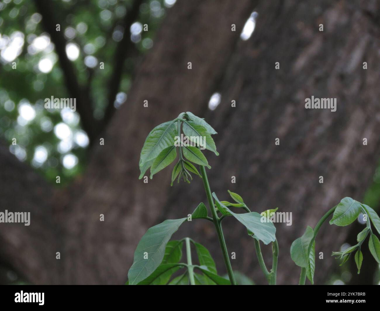 Pithraj tree hi-res stock photography and images - Alamy
