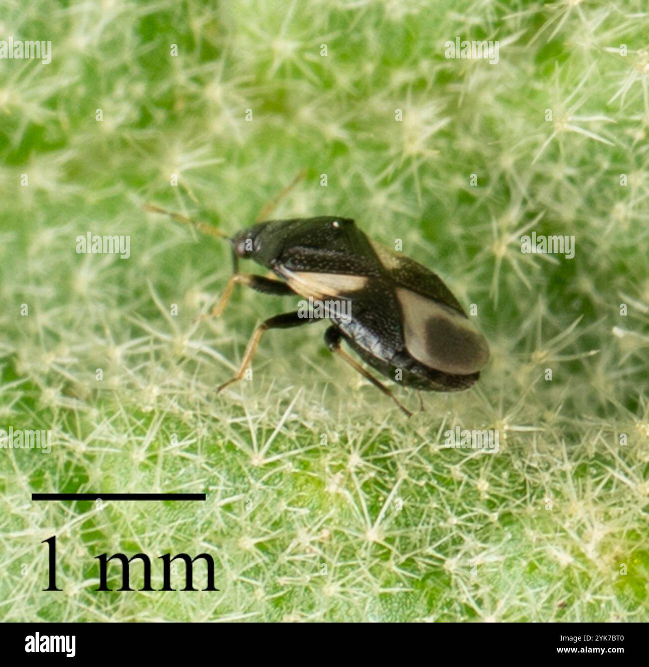 Orius hi-res stock photography and images - Alamy