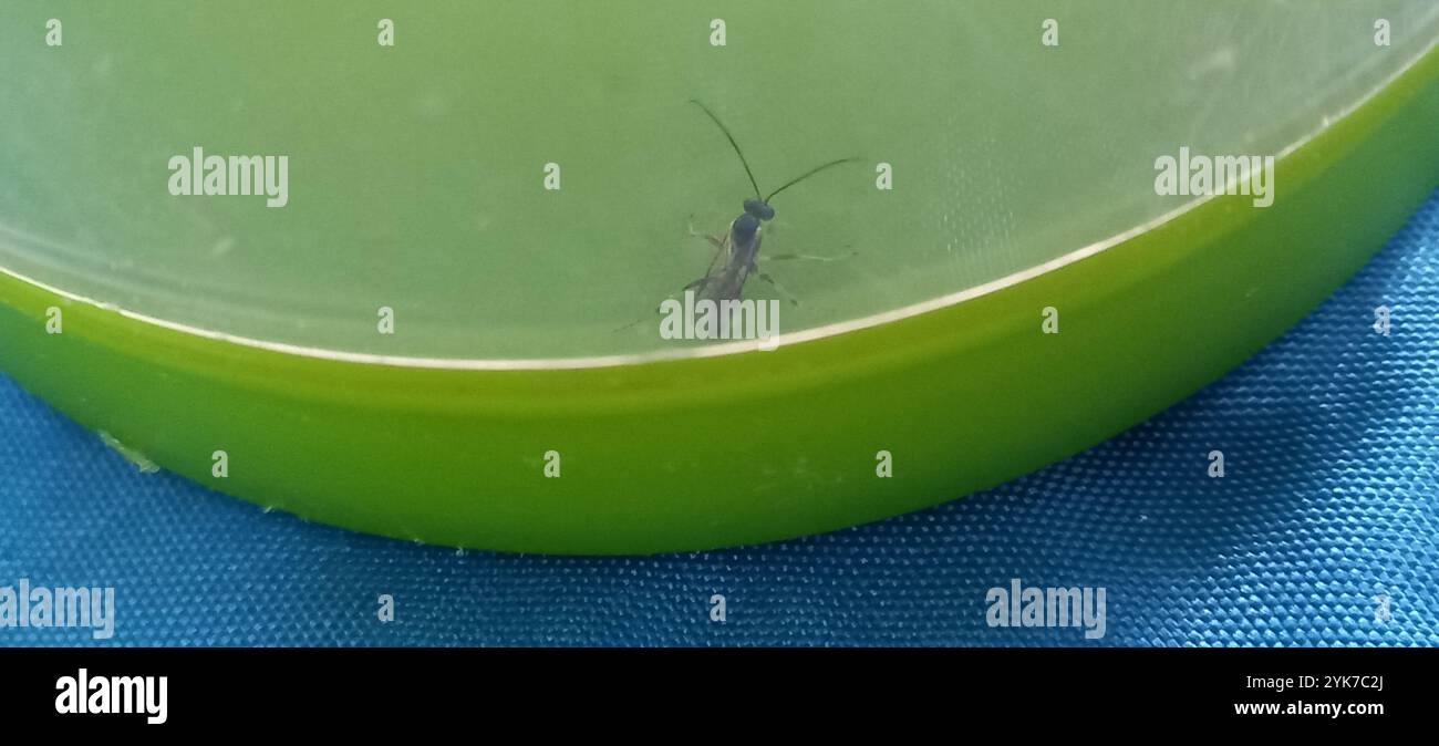 Diplazon laetatorius hi-res stock photography and images - Alamy