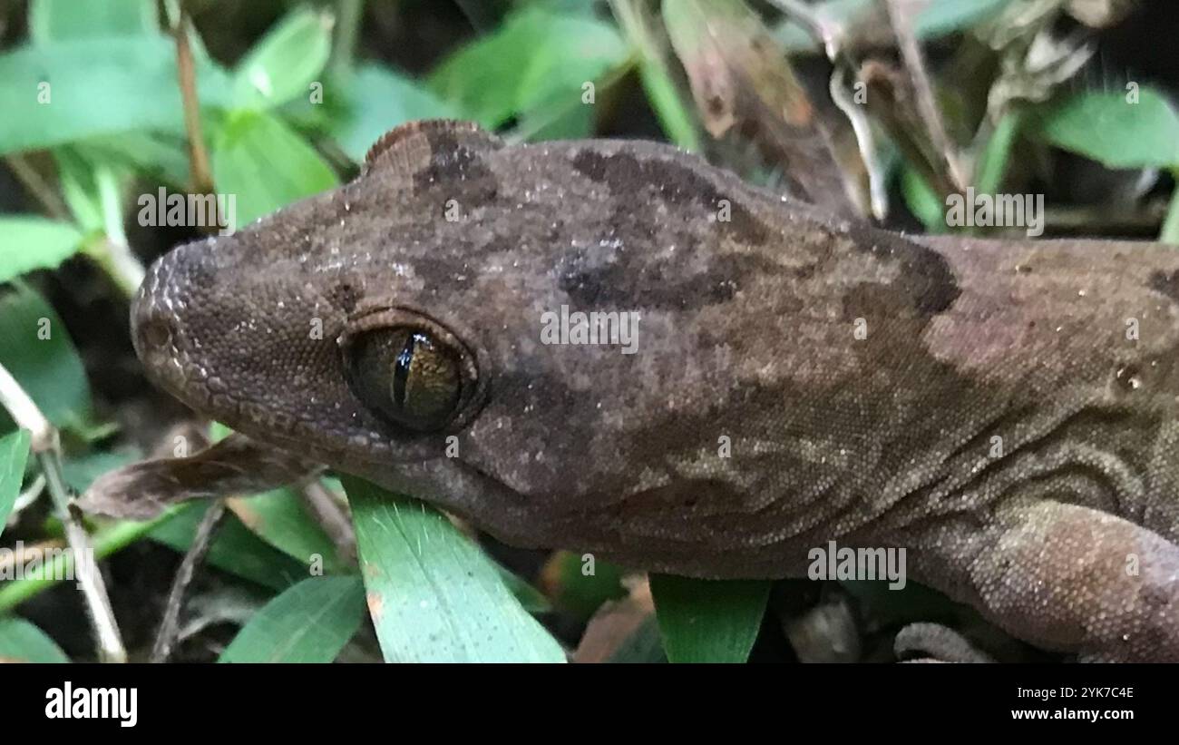 Dactylocnemis hi-res stock photography and images - Alamy