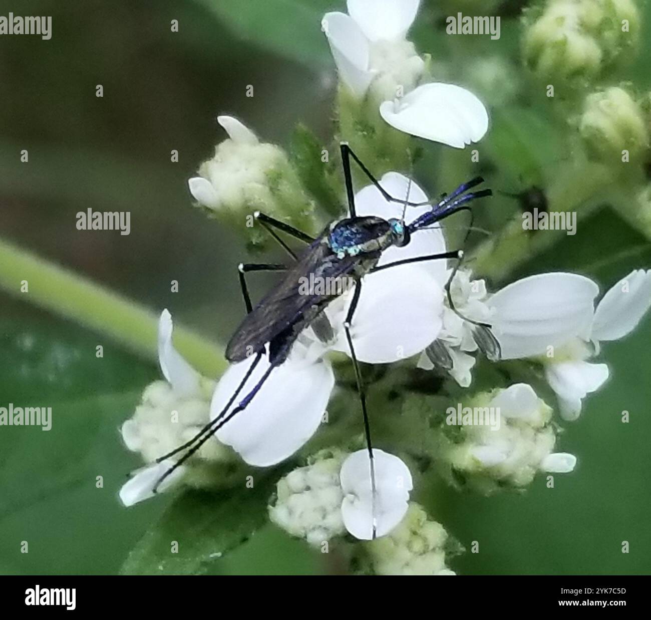 Mosquito and elephant hi-res stock photography and images - Alamy