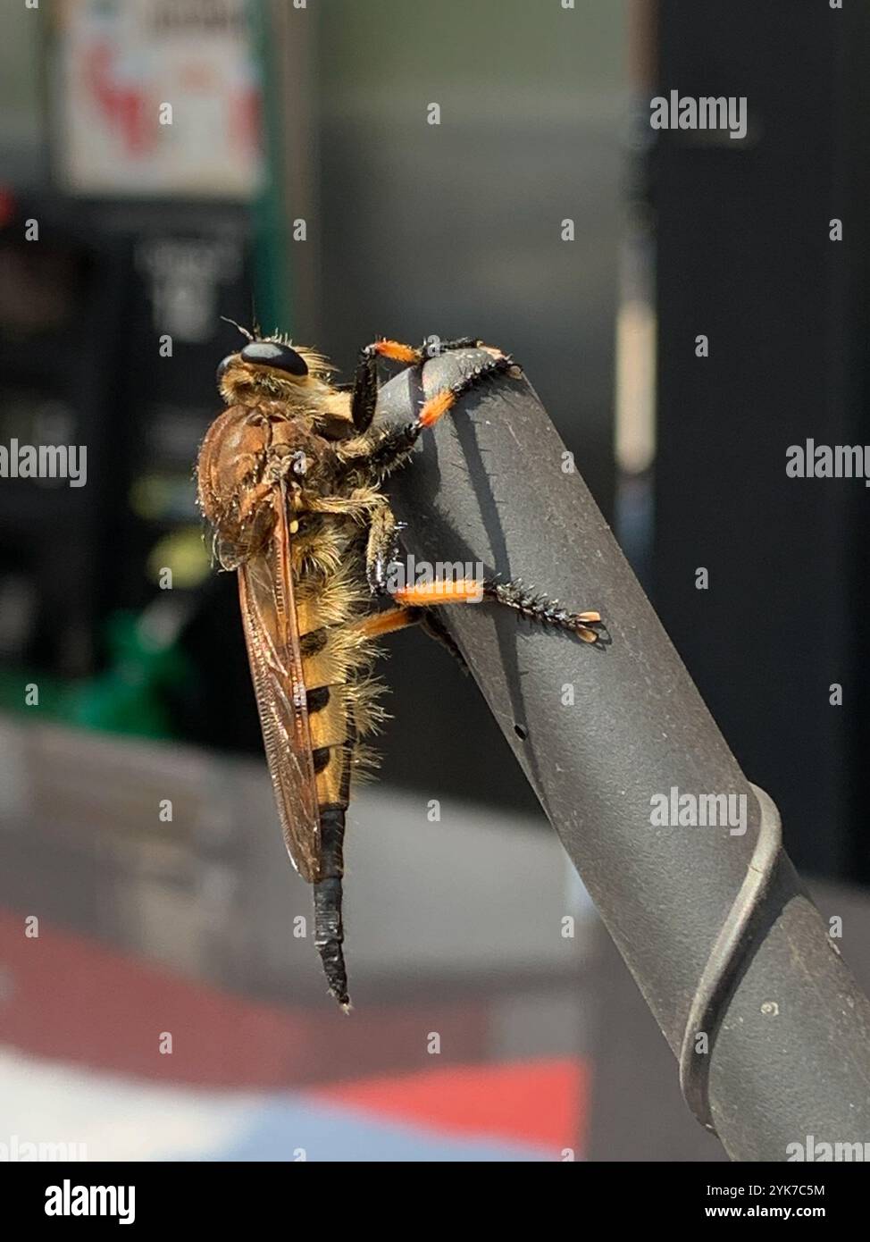 Red-footed Cannibal Fly (Promachus rufipes Stock Photo - Alamy