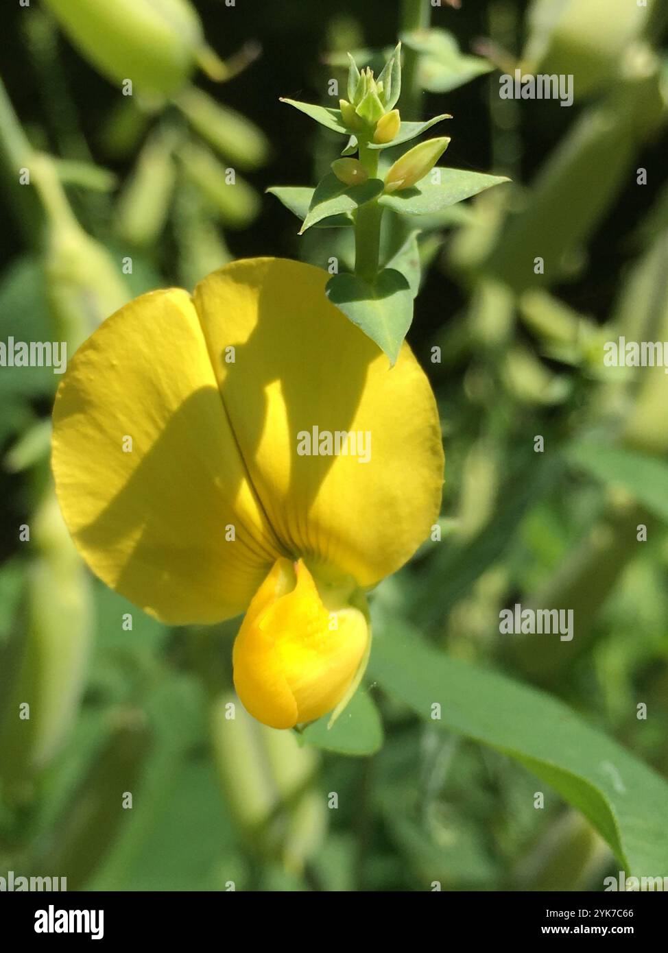 Showy Rattlebox (Crotalaria spectabilis Stock Photo - Alamy