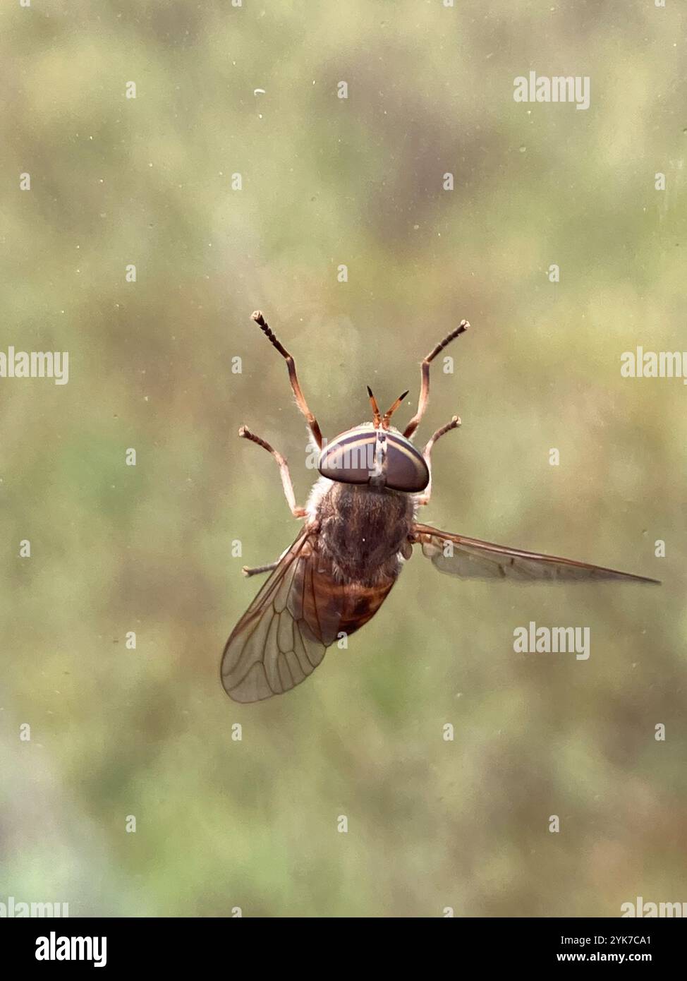 True Horse Flies (Tabanus Stock Photo - Alamy