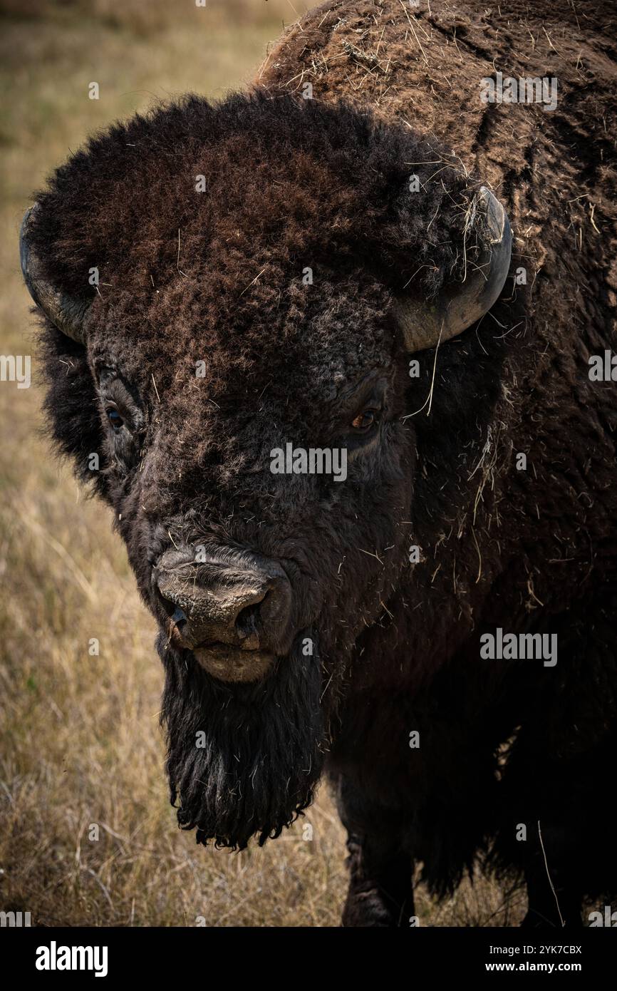 Buffalo at Cammack Buffalo Ranch owned by John and Melanie Cammack who ...