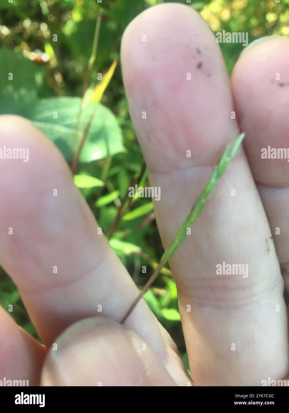 Japanese stiltgrass (Microstegium vimineum Stock Photo - Alamy