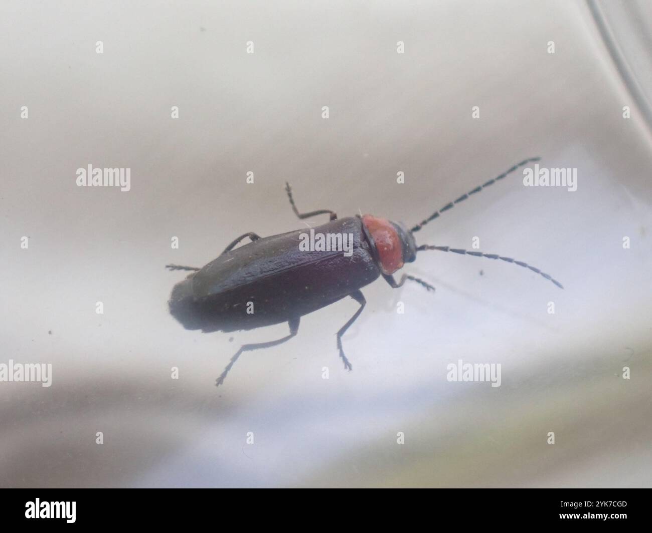 Silis hi-res stock photography and images - Alamy