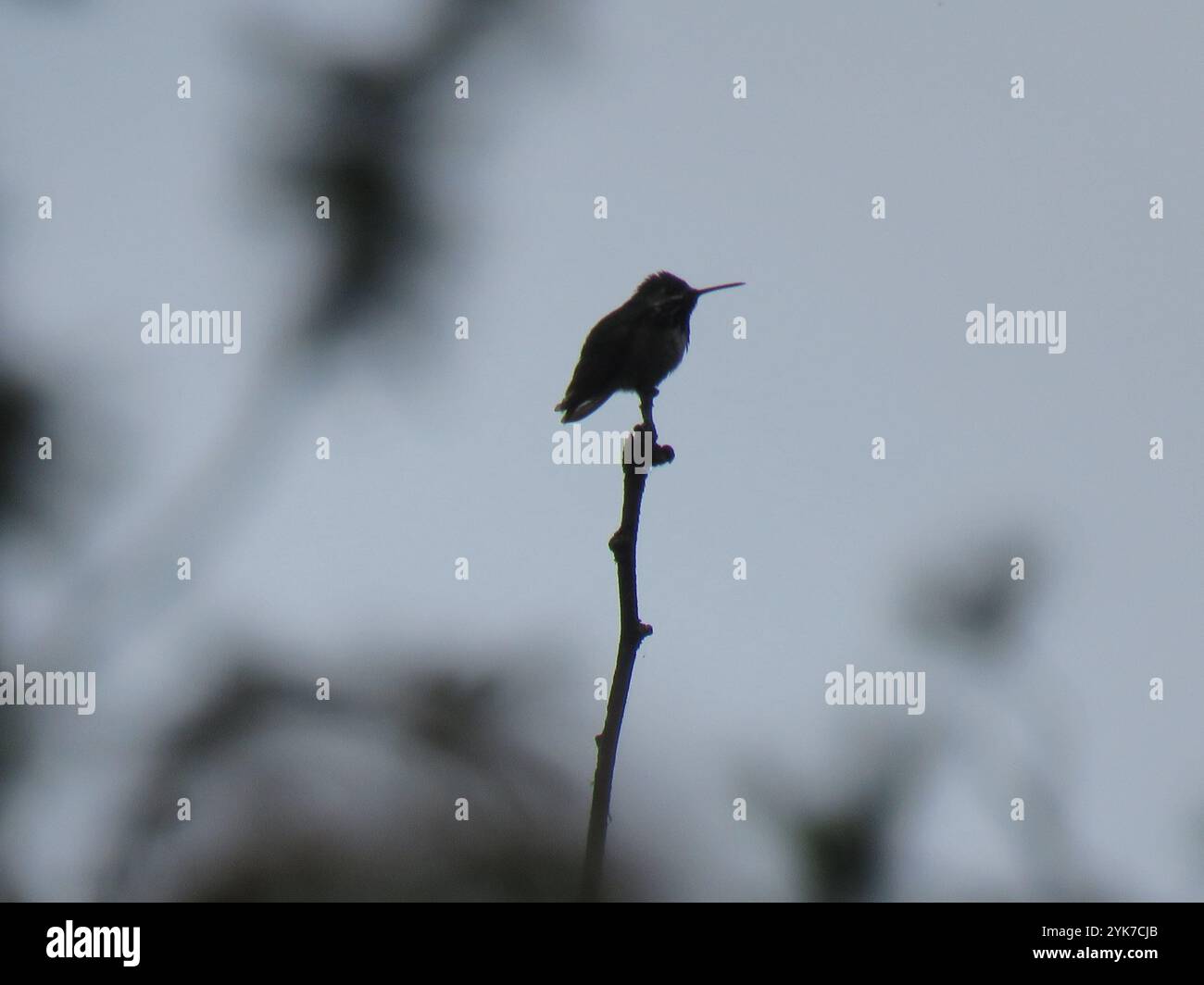Calliope Hummingbird (Selasphorus calliope Stock Photo - Alamy