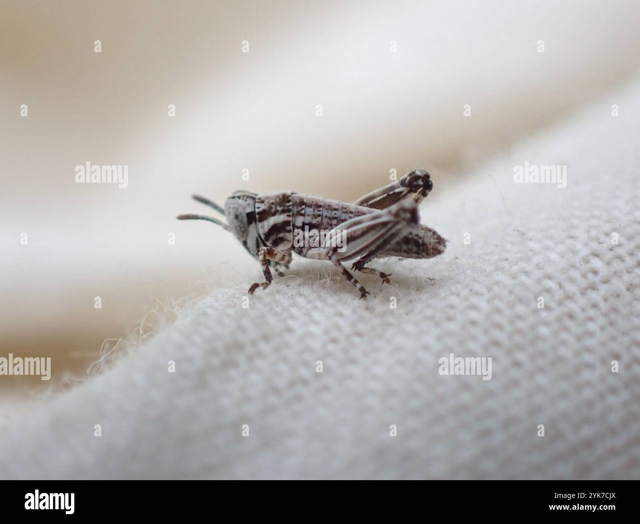 Spur-throated Grasshoppers (Melanoplinae Stock Photo - Alamy