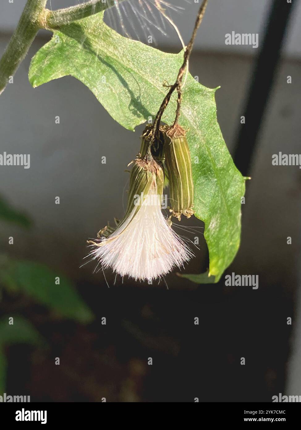 American burnweed (Erechtites hieraciifolius Stock Photo - Alamy