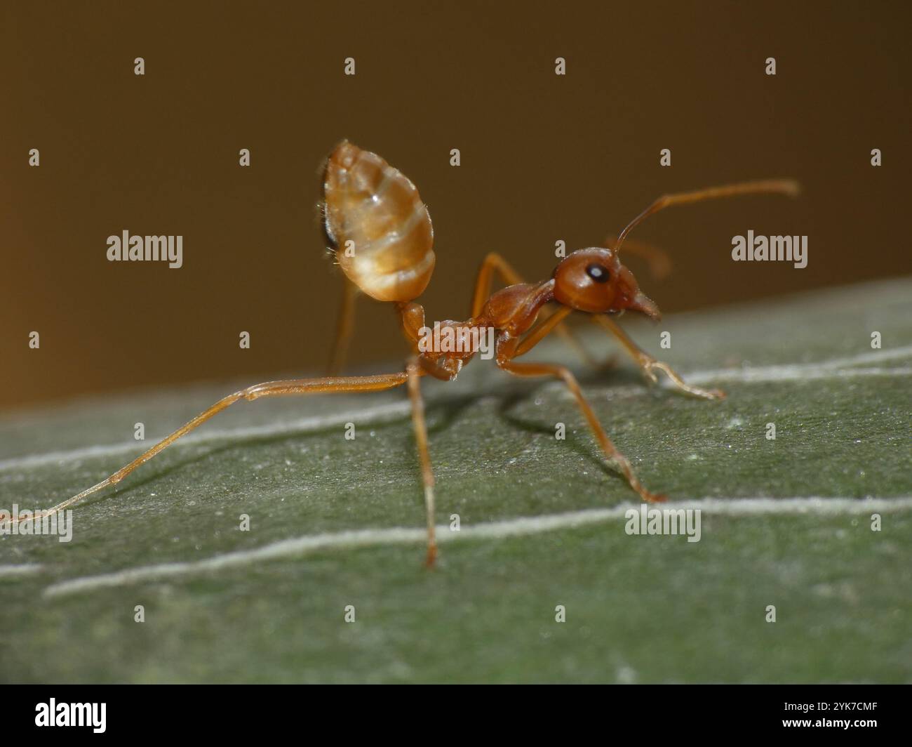 African Weaver Ant (Oecophylla longinoda Stock Photo - Alamy