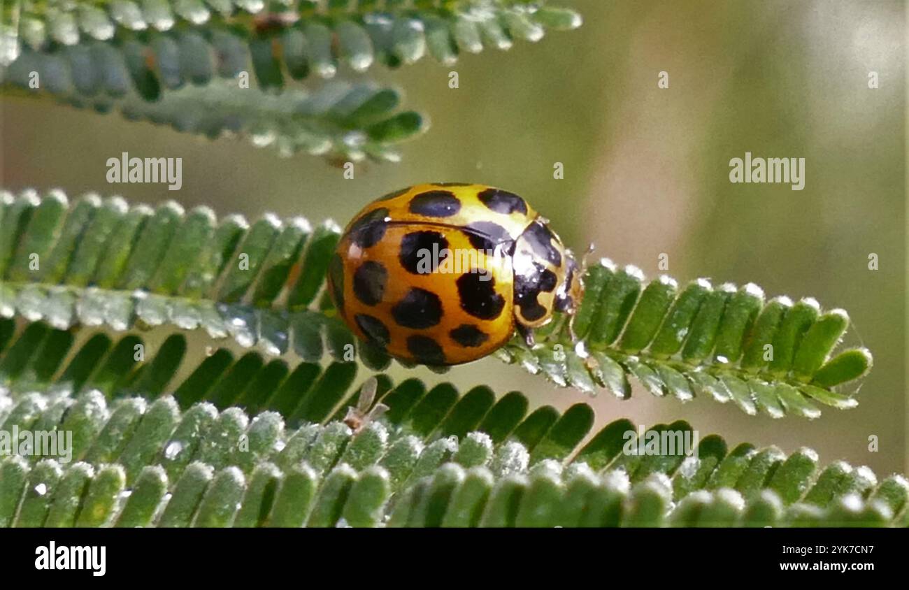 Large Spotted Ladybird (Harmonia conformis Stock Photo - Alamy