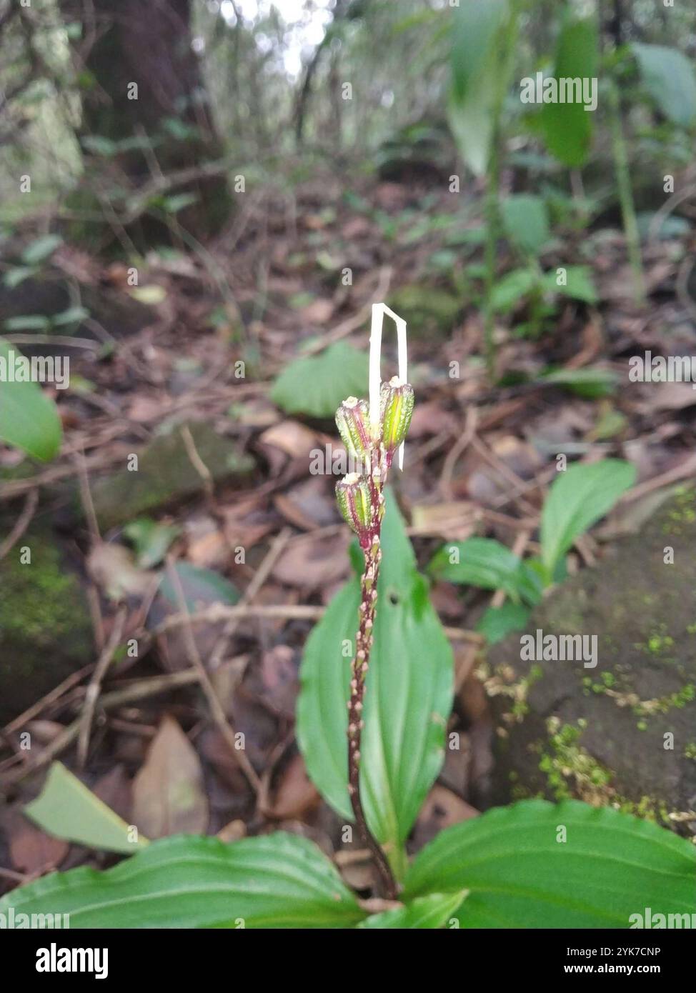 Malaxis versicolor hi-res stock photography and images - Alamy