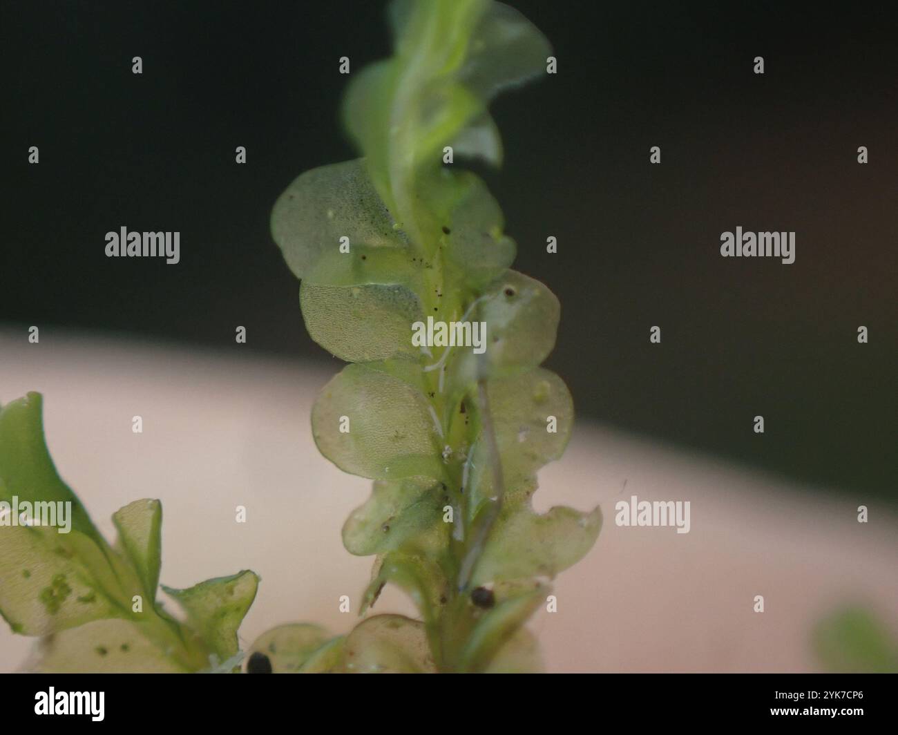Square-leaved Crestwort (Chiloscyphus polyanthos Stock Photo - Alamy