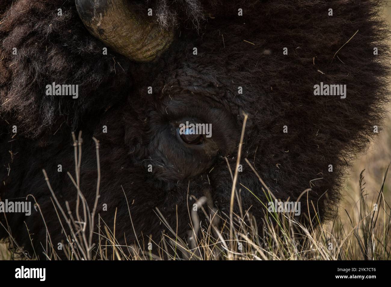 Buffalo at Cammack Buffalo Ranch owned by John and Melanie Cammack who ...