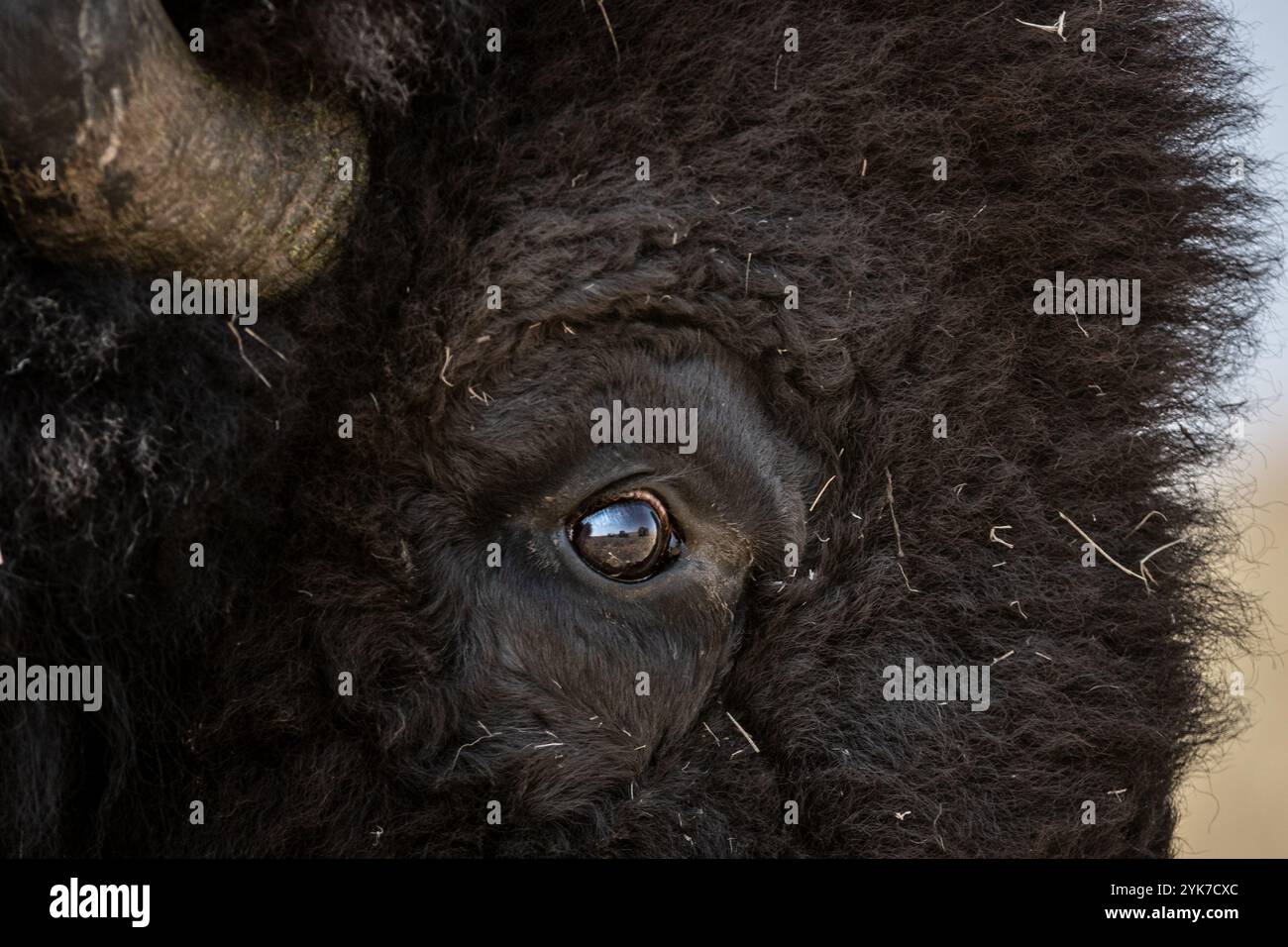 Buffalo at Cammack Buffalo Ranch owned by John and Melanie Cammack who ...