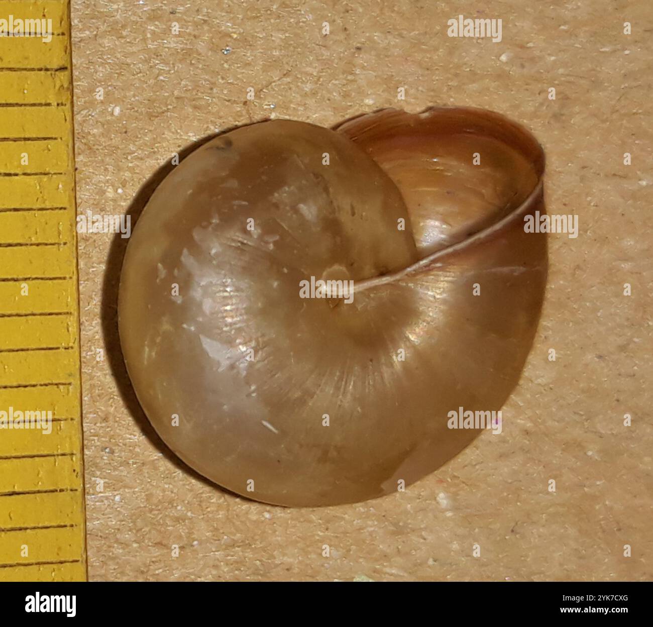 Carthusian snail monacha cartusiana hi-res stock photography and images ...