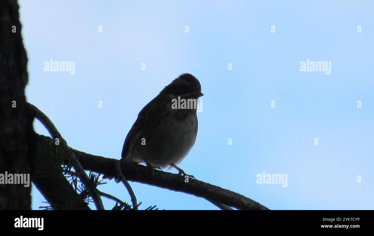 Rustic Bunting (Emberiza rustica Stock Photo - Alamy