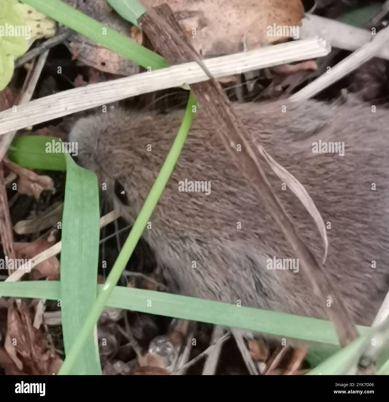 Eurasian Harvest Mouse (Micromys minutus Stock Photo - Alamy