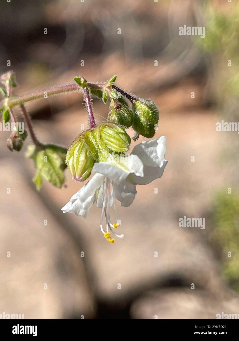 Narrowleaf Four o'Clock (Mirabilis linearis Stock Photo - Alamy