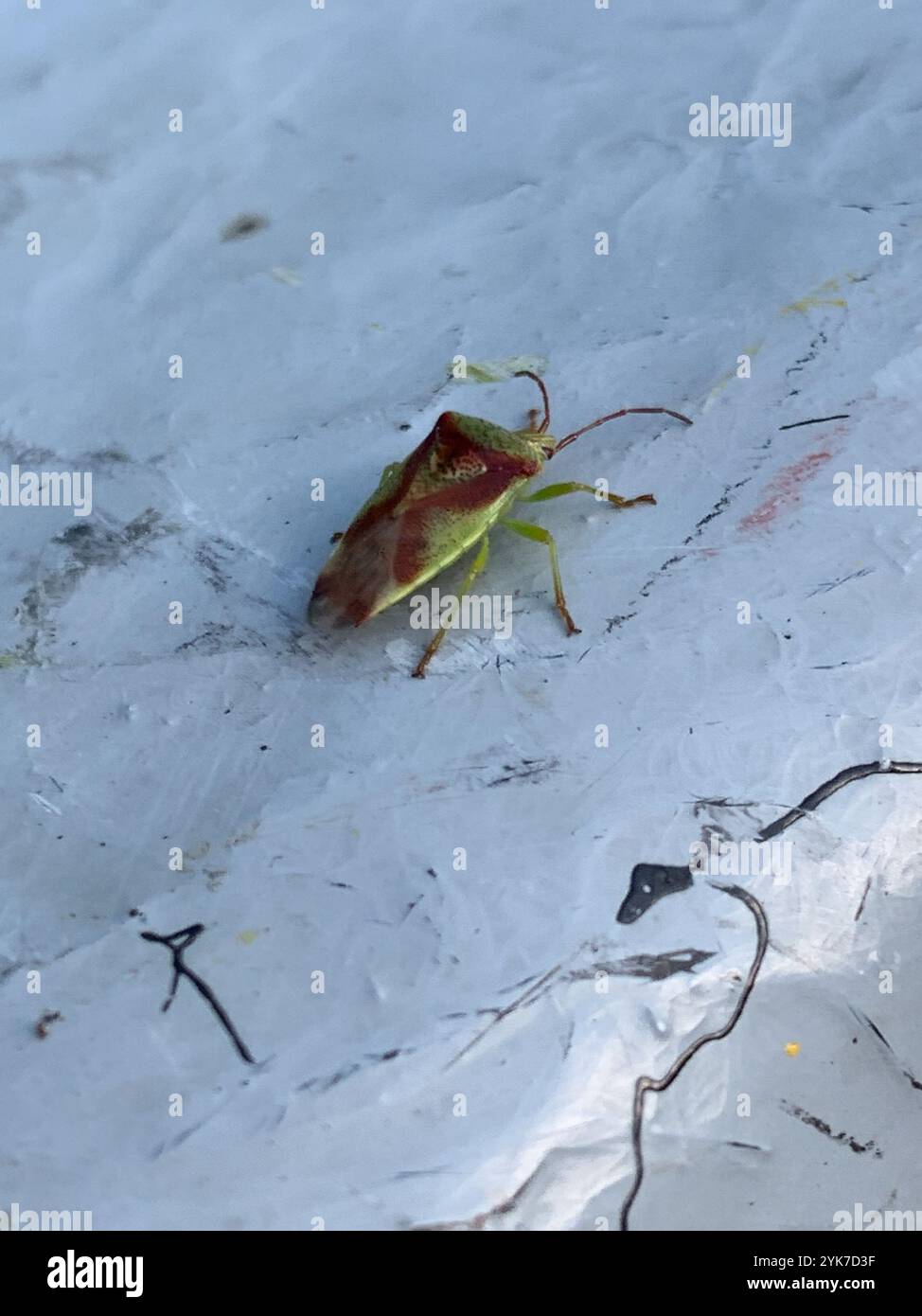 Red-cross Shield Bug (Elasmostethus cruciatus Stock Photo - Alamy