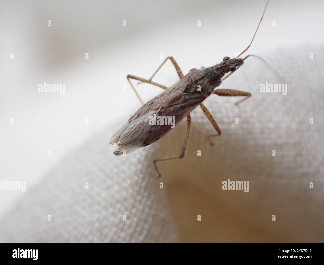 Common Damsel Bug (Nabis americoferus Stock Photo - Alamy