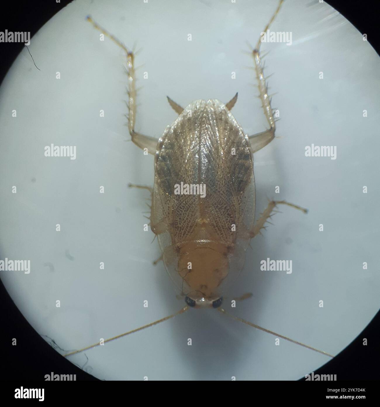 Tawny Cockroach (Ectobius pallidus Stock Photo - Alamy