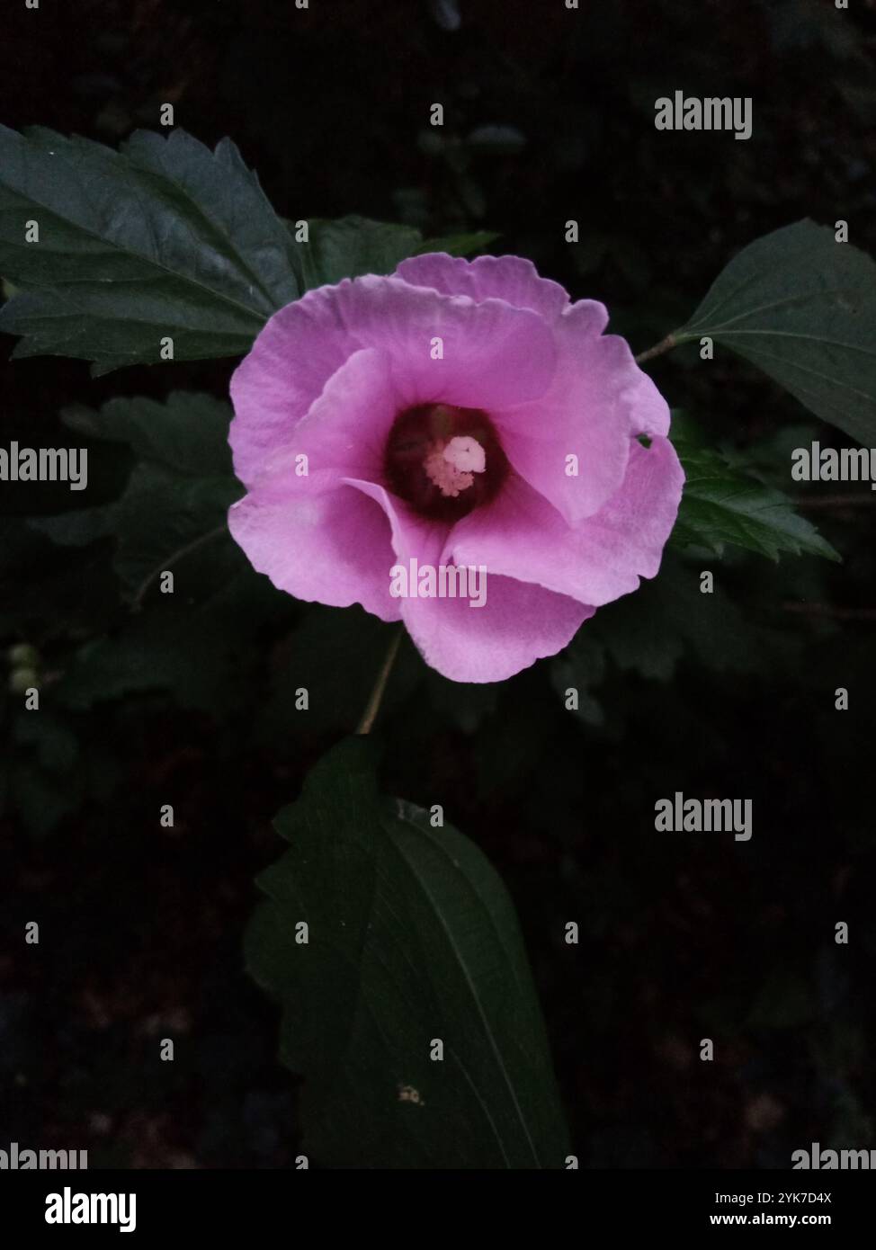 common hibiscus (Hibiscus syriacus Stock Photo - Alamy