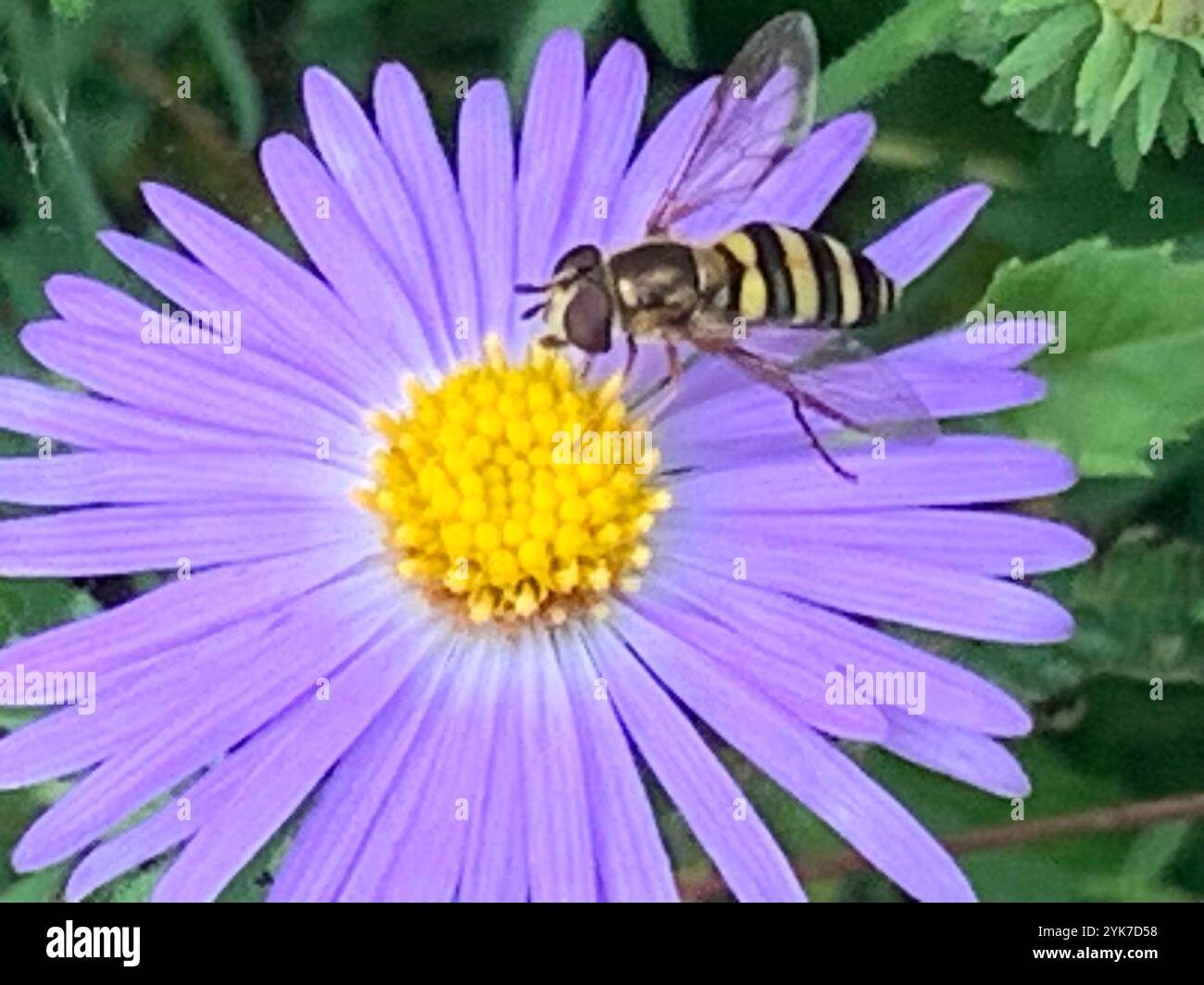 Long-tailed Aphideater Complex (Eupeodes americanus Stock Photo - Alamy