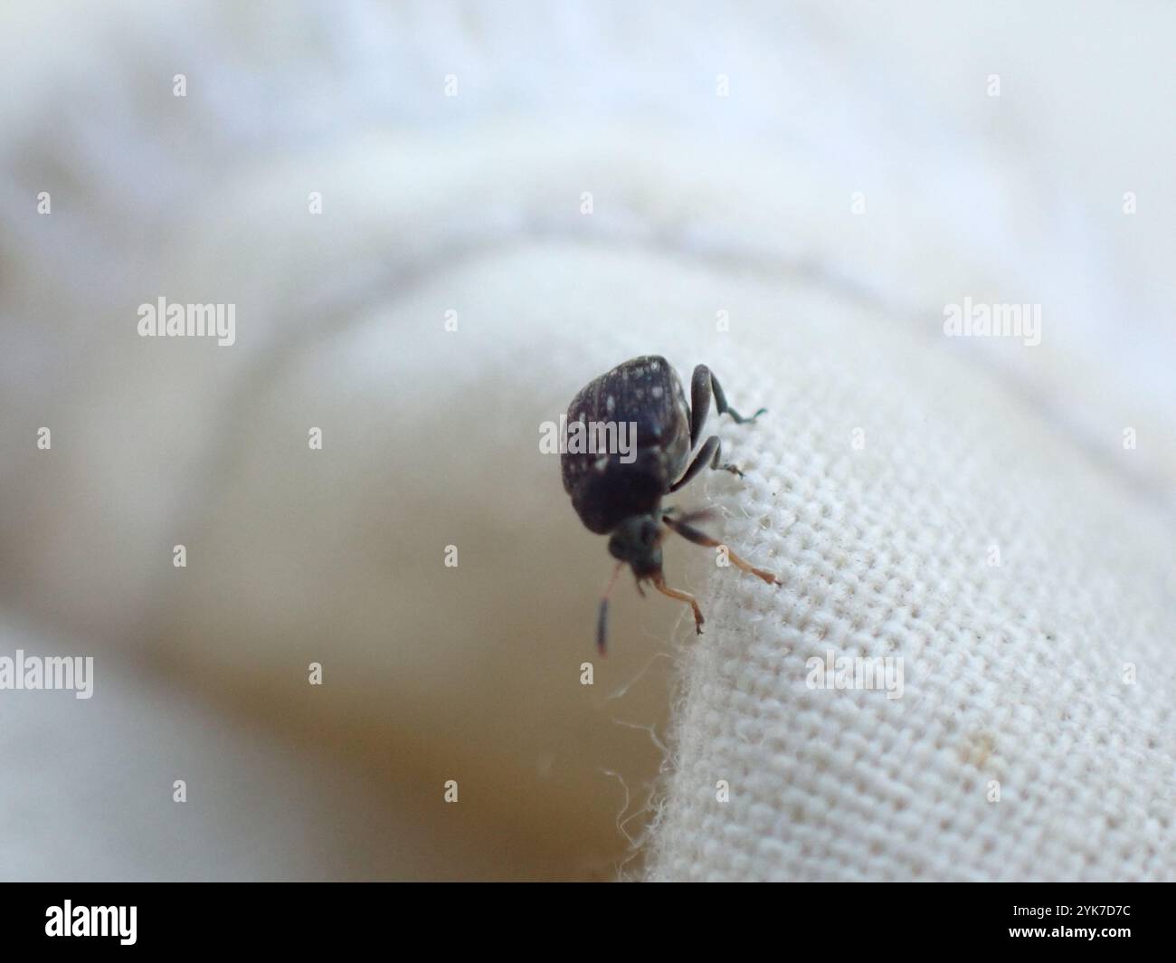Vetch Bruchid (Bruchus brachialis Stock Photo - Alamy