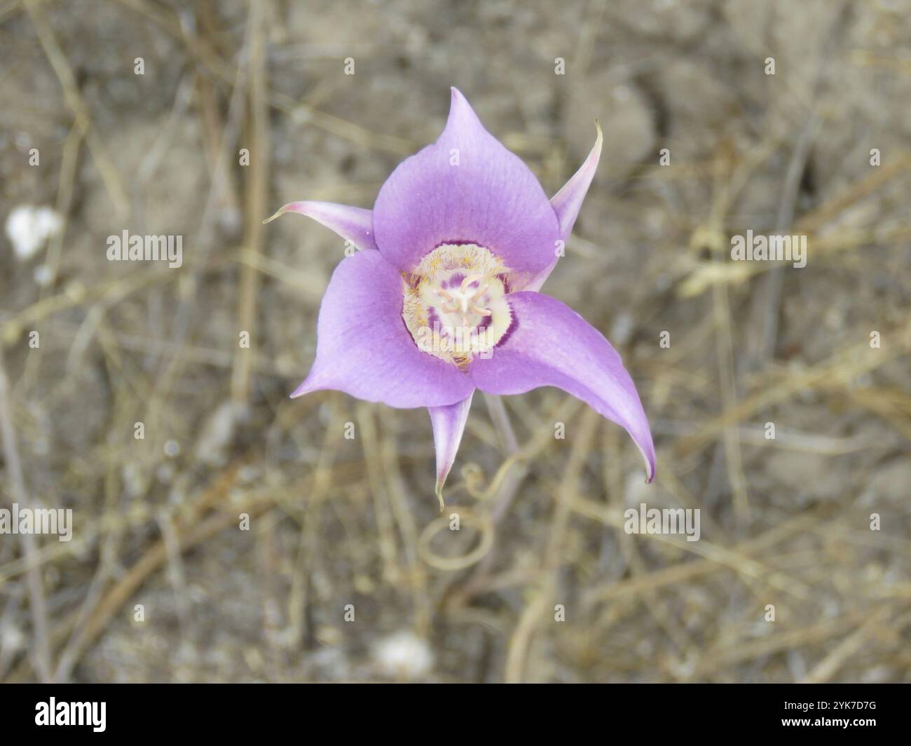 Sagebrush Mariposa Lily (Calochortus macrocarpus Stock Photo - Alamy