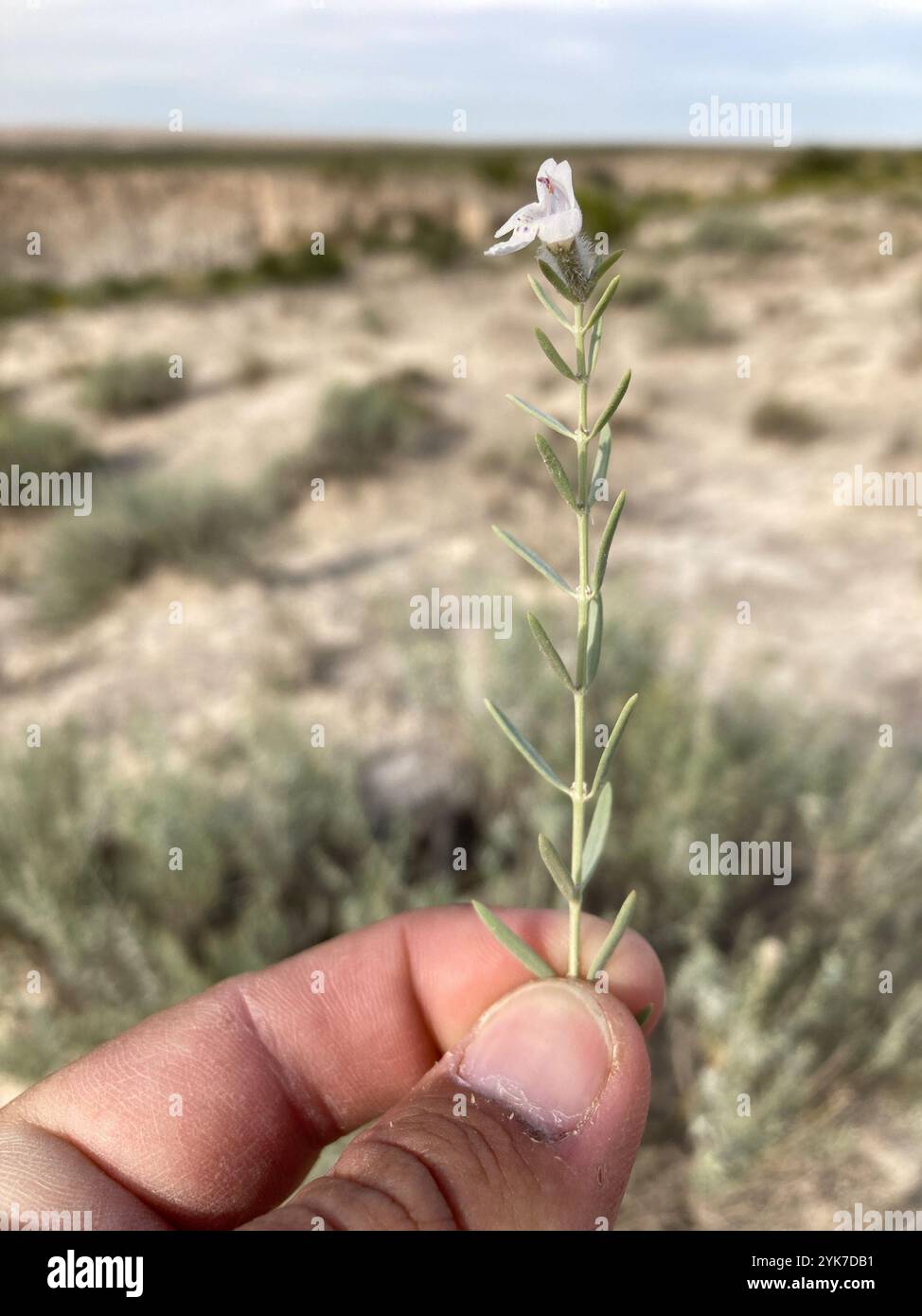 Frosted Mint (Poliomintha incana Stock Photo - Alamy