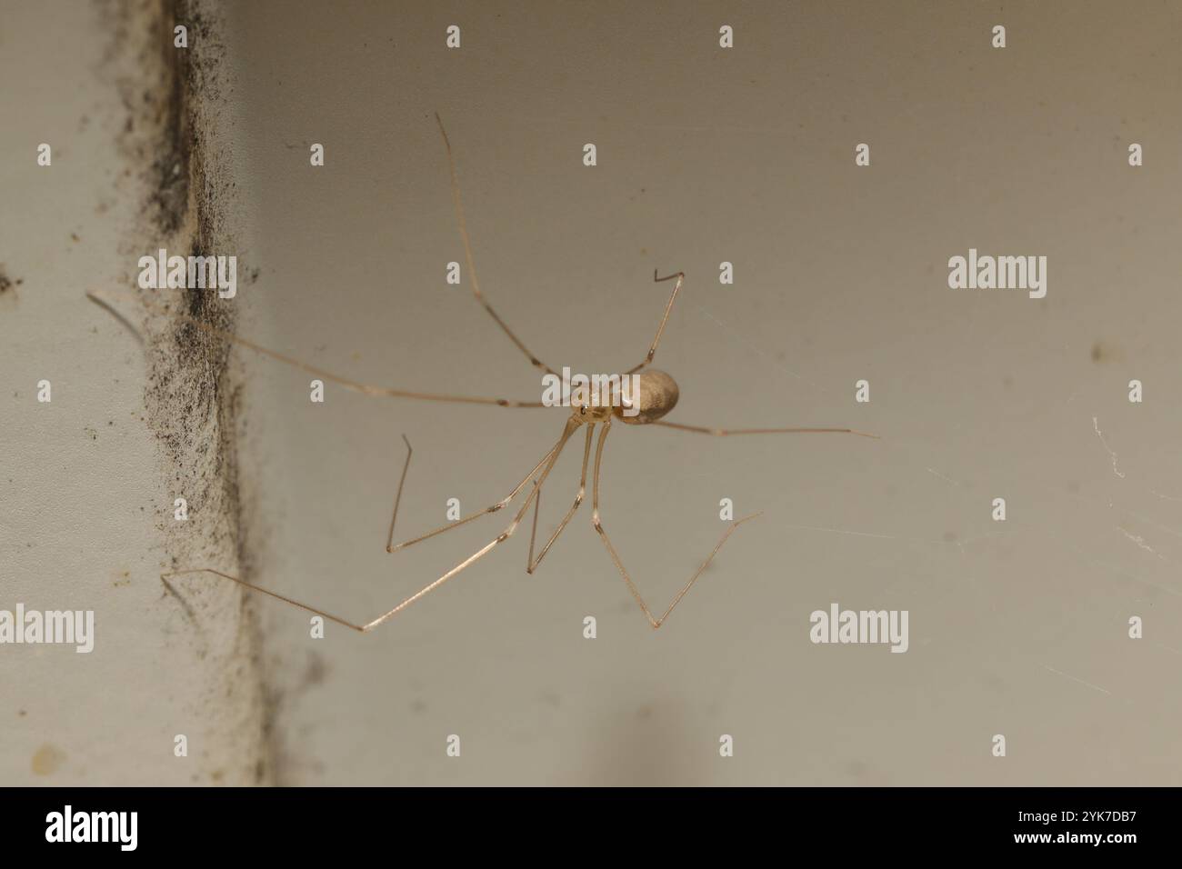 Long-bodied Cellar Spider (Pholcus phalangioides Stock Photo - Alamy