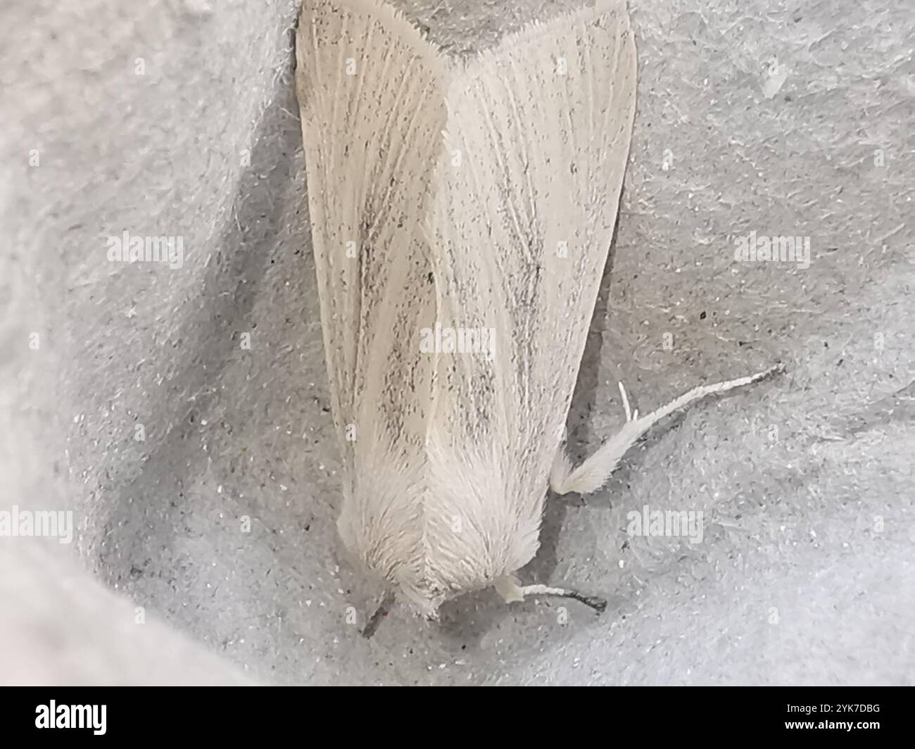 Large Wainscot Moth (Rhizedra lutosa Stock Photo - Alamy