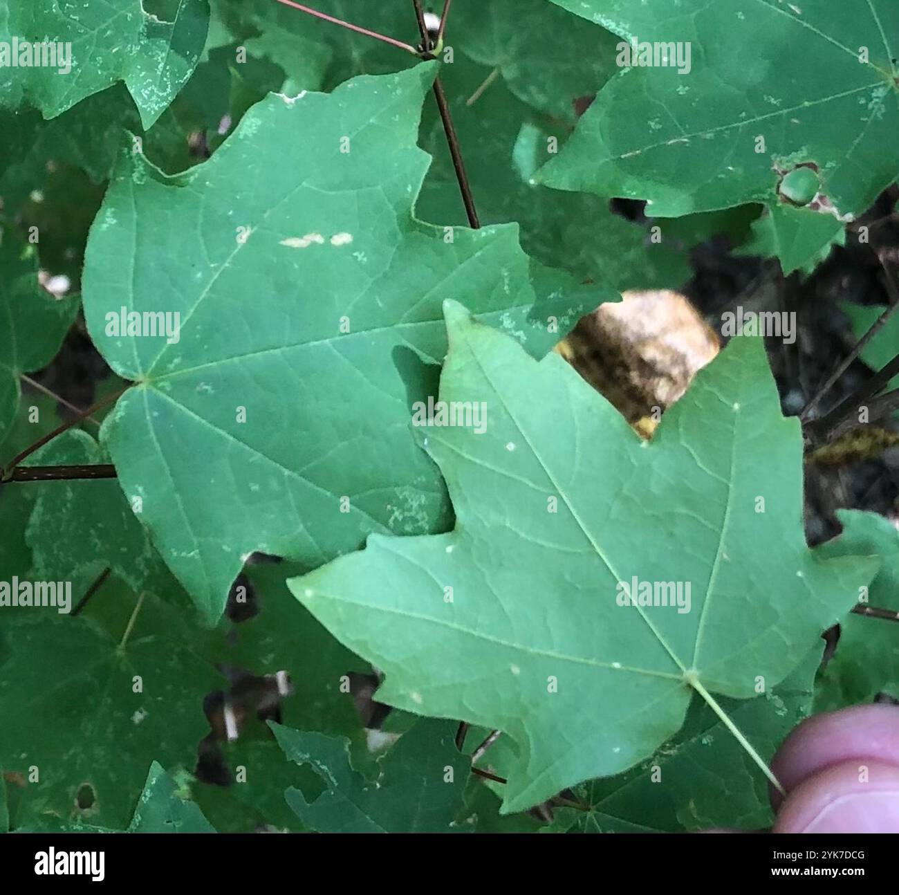 Acer leucoderme hi-res stock photography and images - Alamy