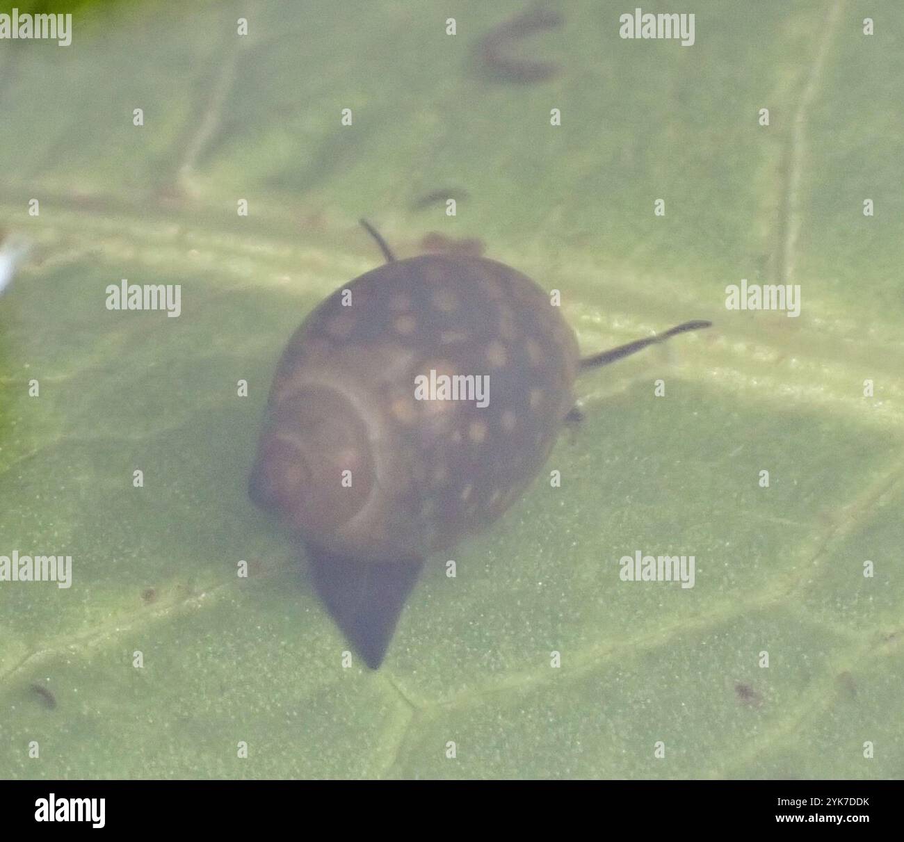 Bladder snail hi-res stock photography and images - Alamy