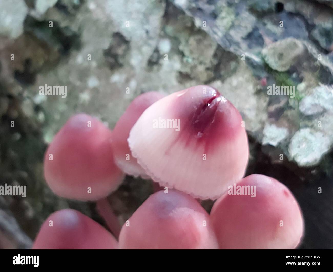 Bleeding Fairy Helmet (Mycena haematopus Stock Photo - Alamy