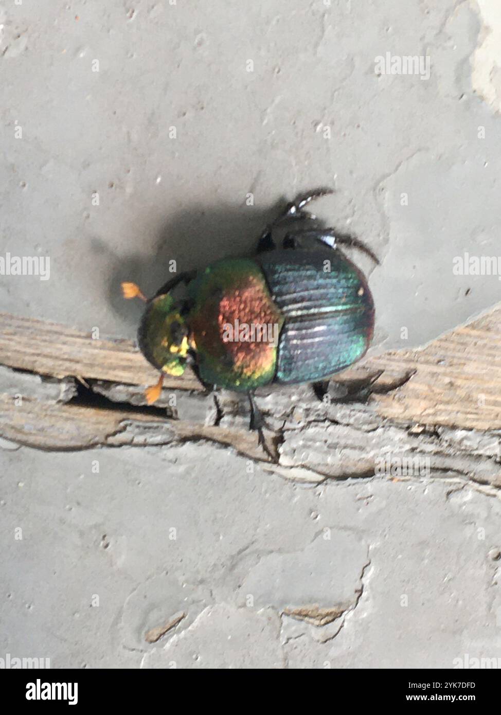 Rainbow Scarab (Phanaeus vindex Stock Photo - Alamy