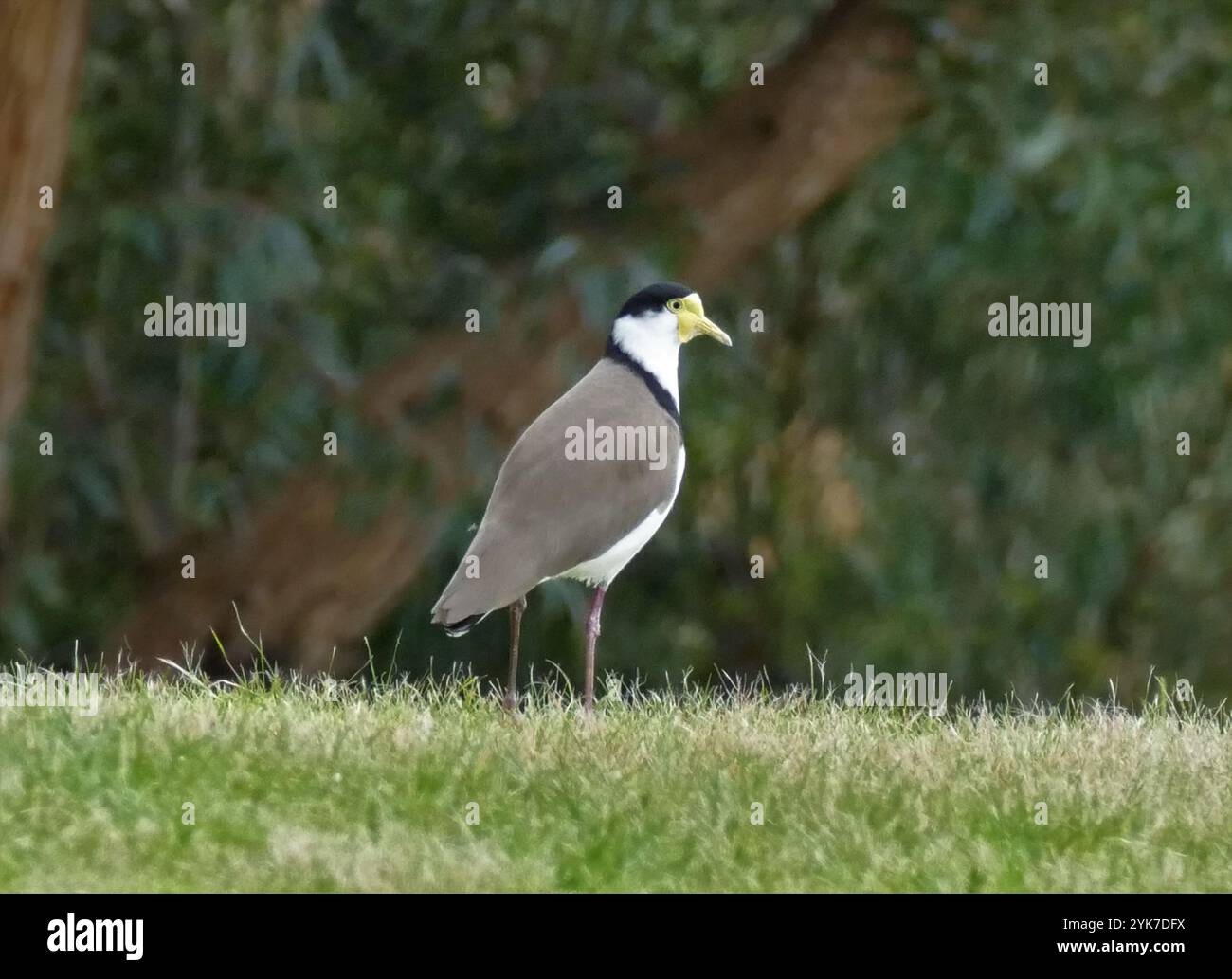 Black-shouldered Masked Lapwing (Vanellus miles novaehollandiae Stock ...