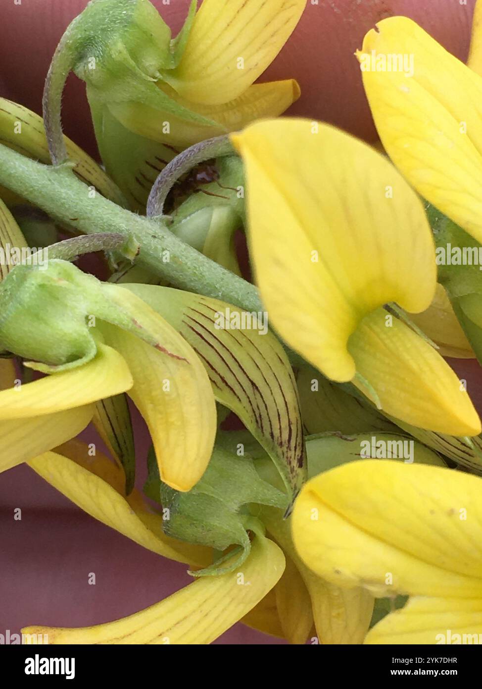 Crotalaria pallida hi-res stock photography and images - Alamy