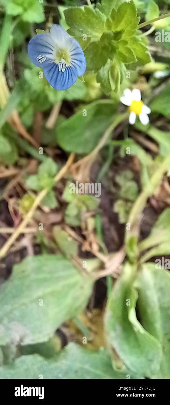 bird's-eye speedwell (Veronica persica Stock Photo - Alamy