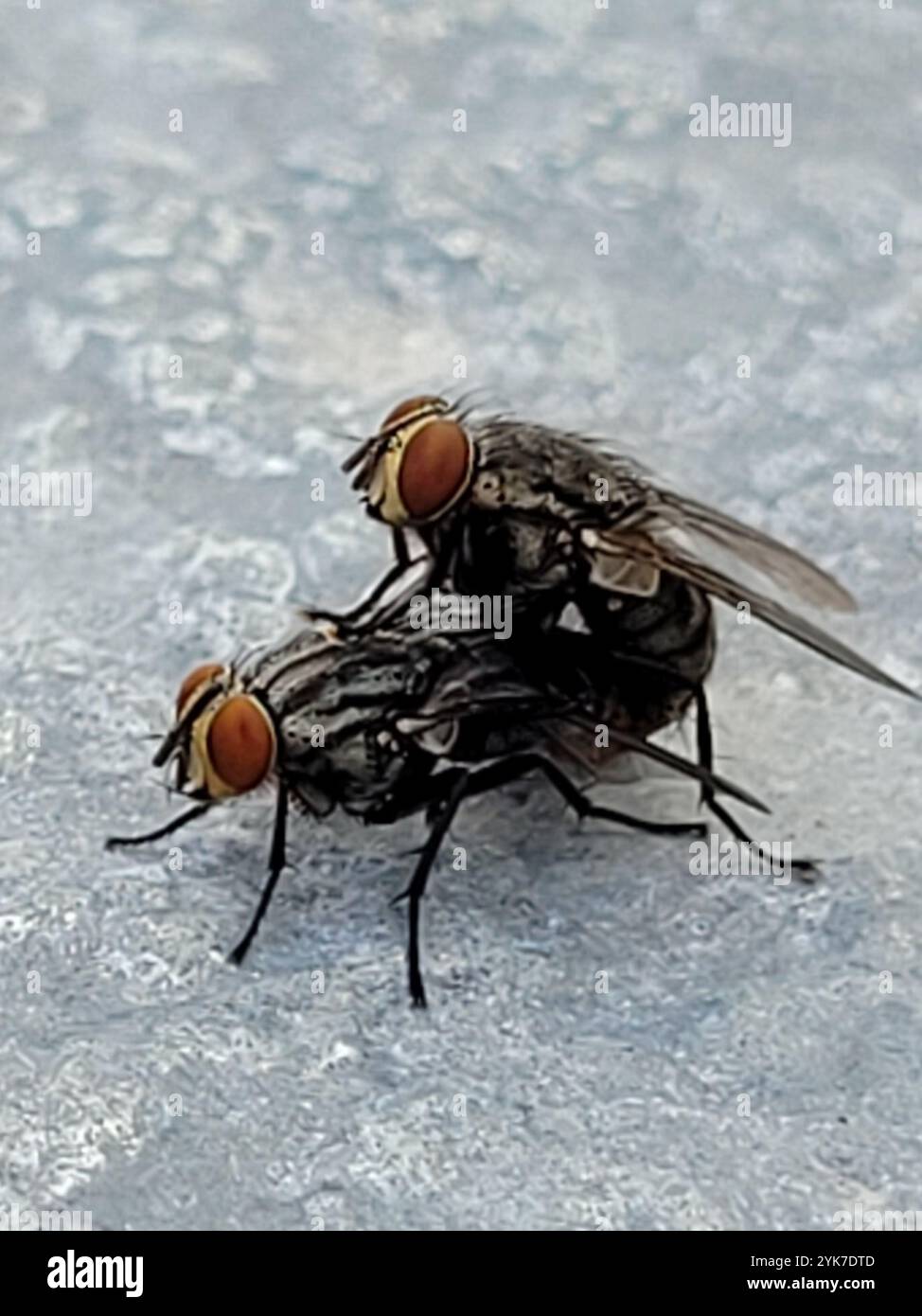 Calyptrate hi-res stock photography and images - Alamy